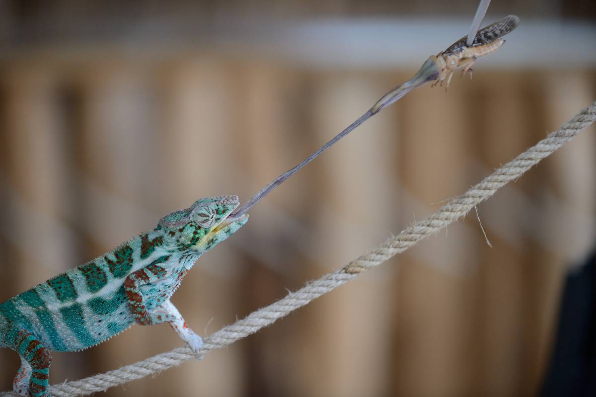 The “Terre de Dragons" | Office de Tourisme de Sud Vienne Poitou